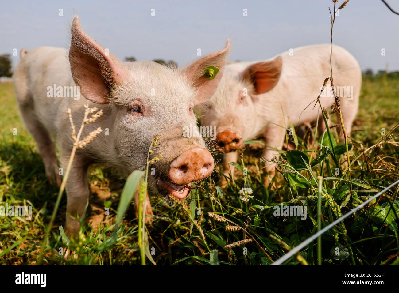 Outdoor pigs hi-res stock photography and images - Alamy