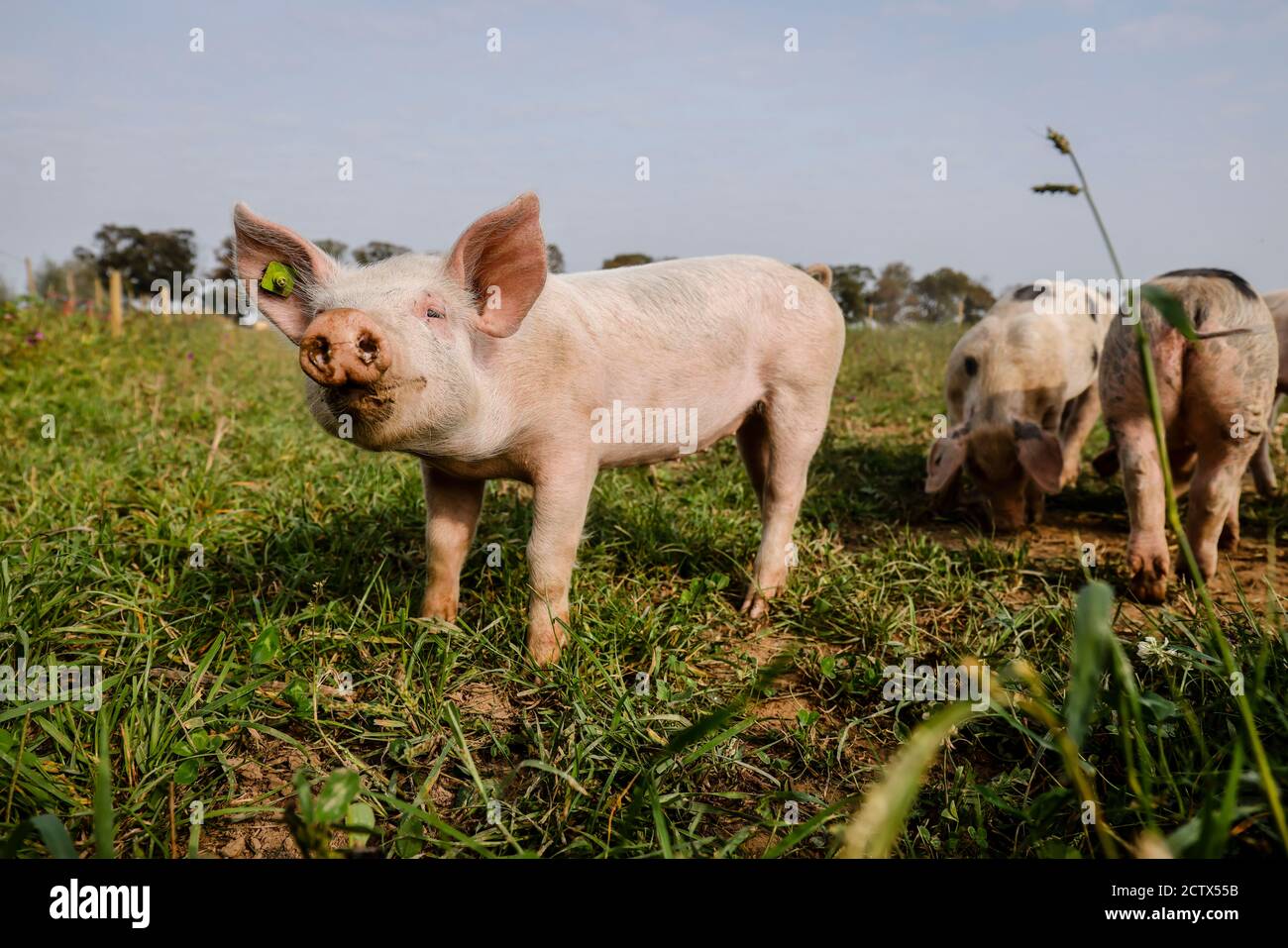 Kamp-Lintfort, North Rhine-Westphalia, Germany - Organic farming NRW ...