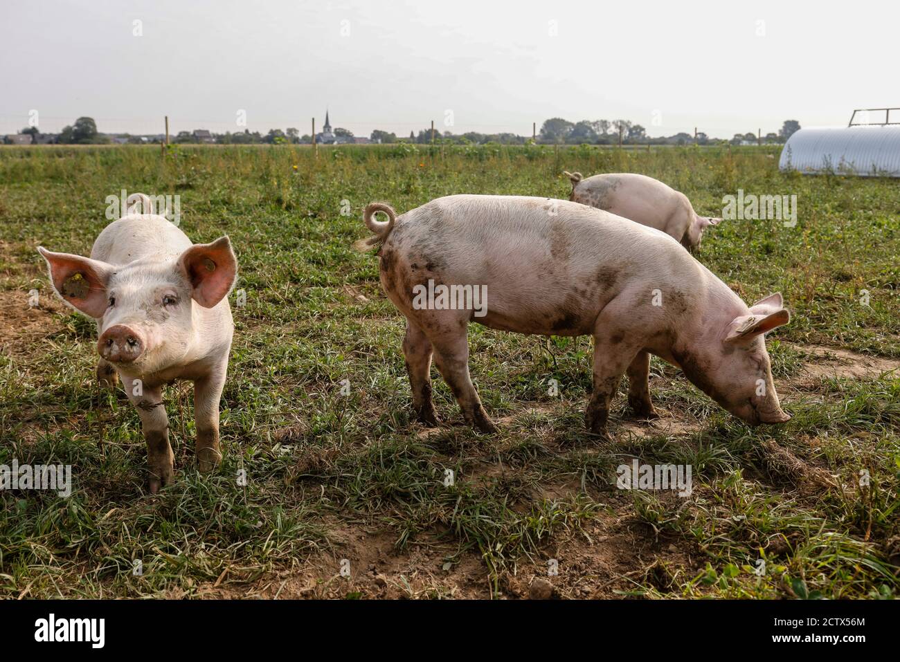 Outdoor pigs hi-res stock photography and images - Alamy