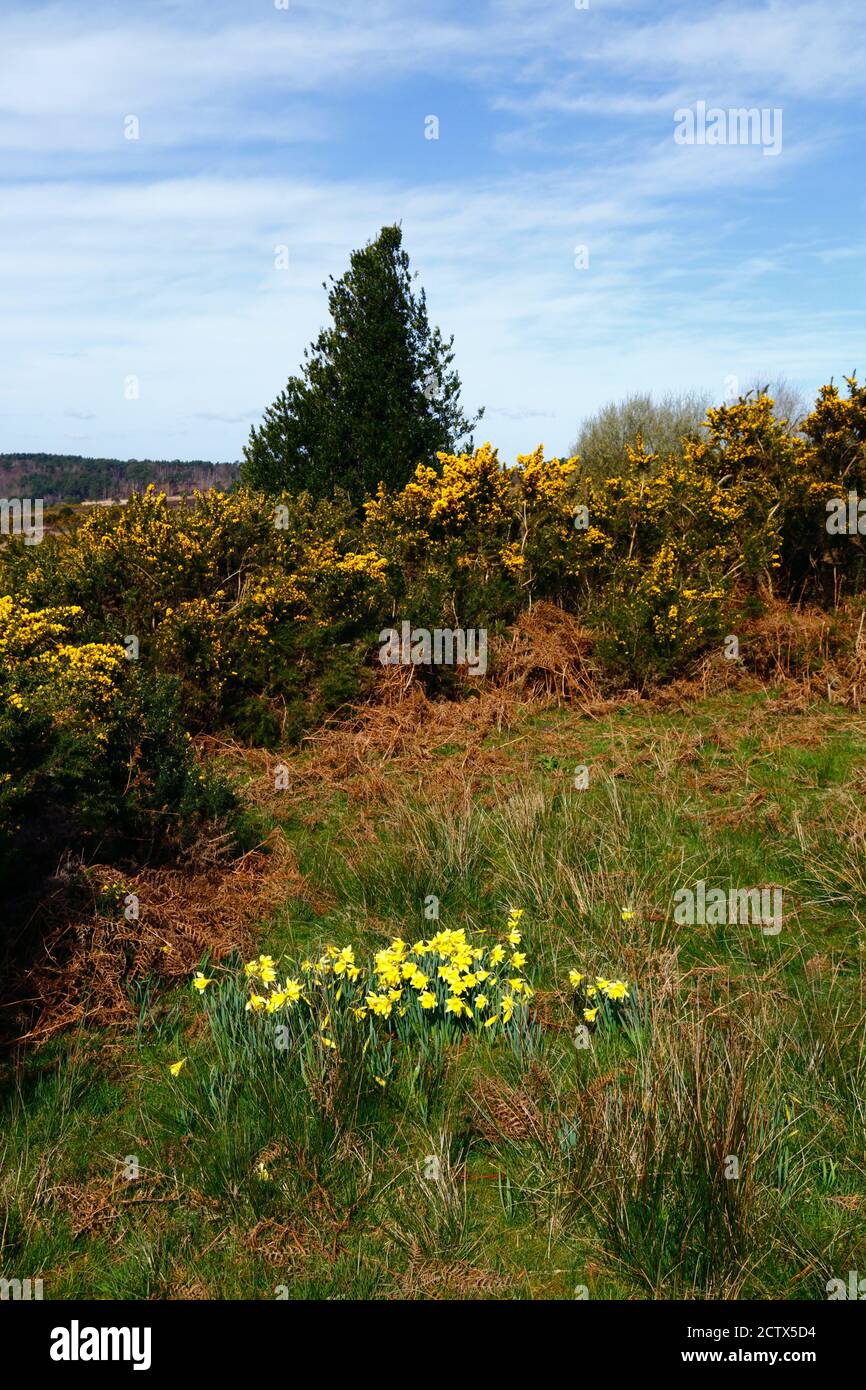 Sussex weald daffodils hi-res stock photography and images - Alamy