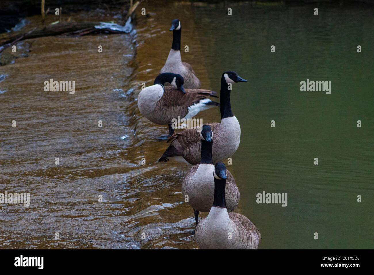 Five Canada geese lined up waddling across the edge of a waterfall ...