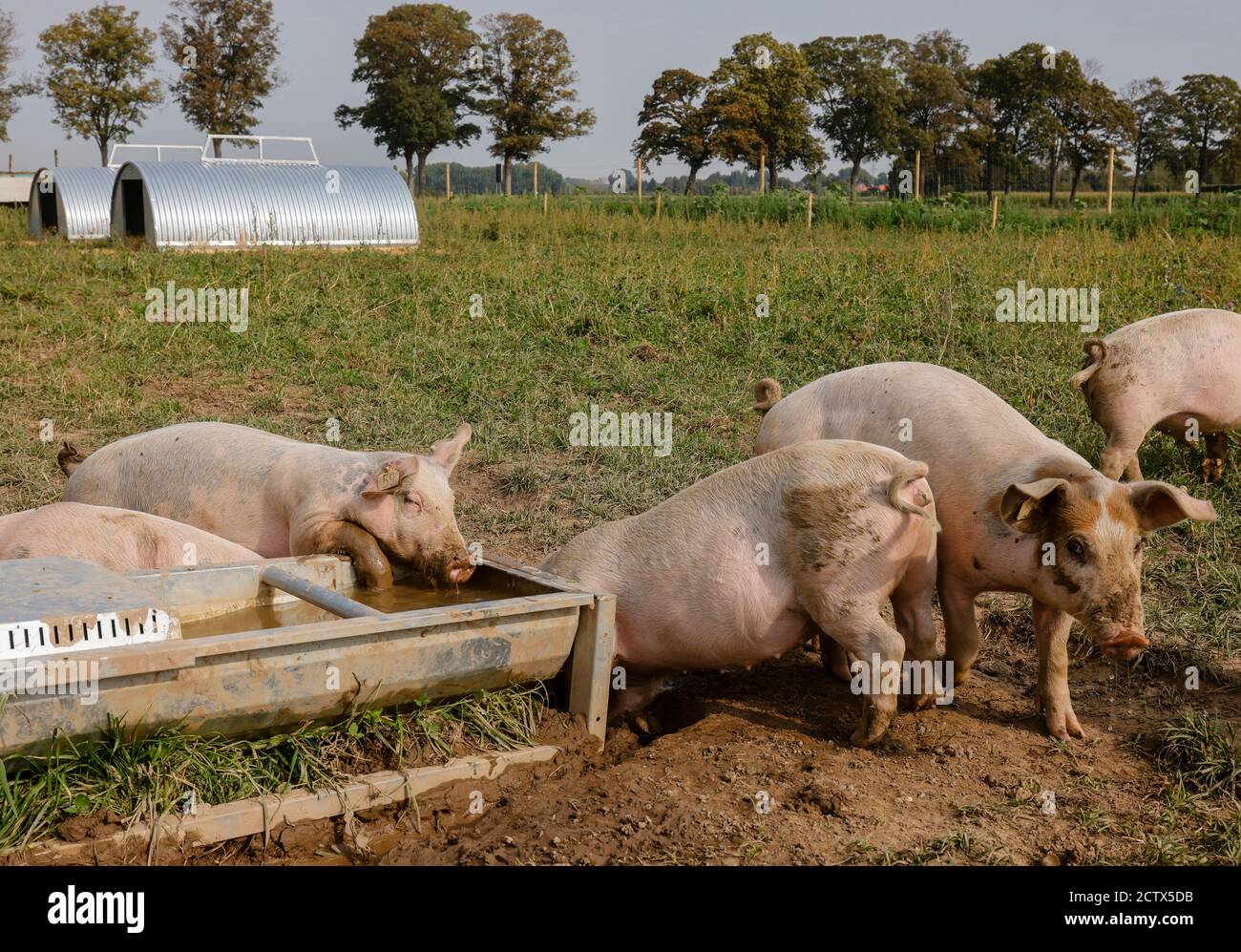 Sow on organic pig farm hi-res stock photography and images - Alamy