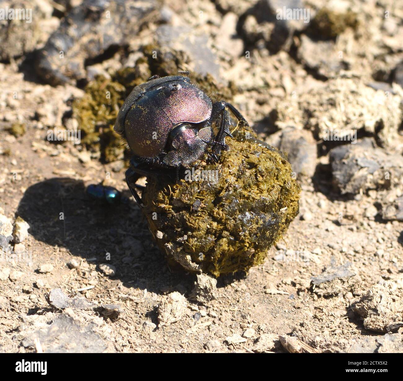Dung beetle scarabaeus hi-res stock photography and images - Alamy