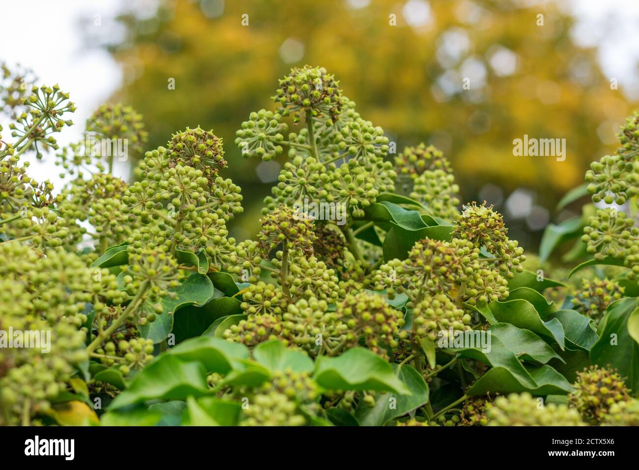 Ivy branch flower hi-res stock photography and images - Alamy