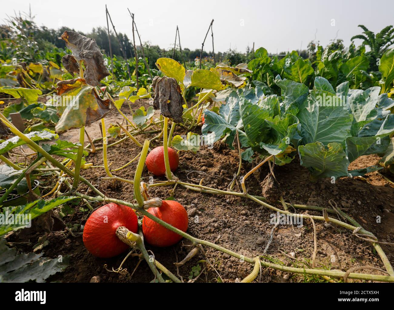 Kamp-Lintfort, North Rhine-Westphalia, Germany - Organic farming NRW ...