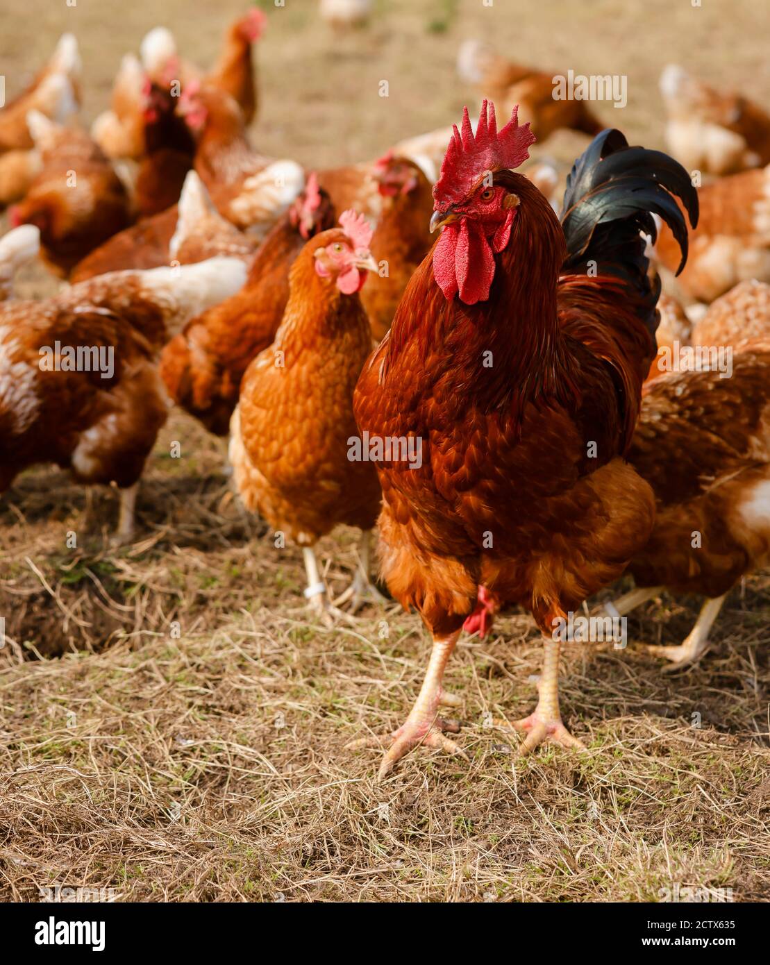 Broiler barn hi-res stock photography and images - Alamy