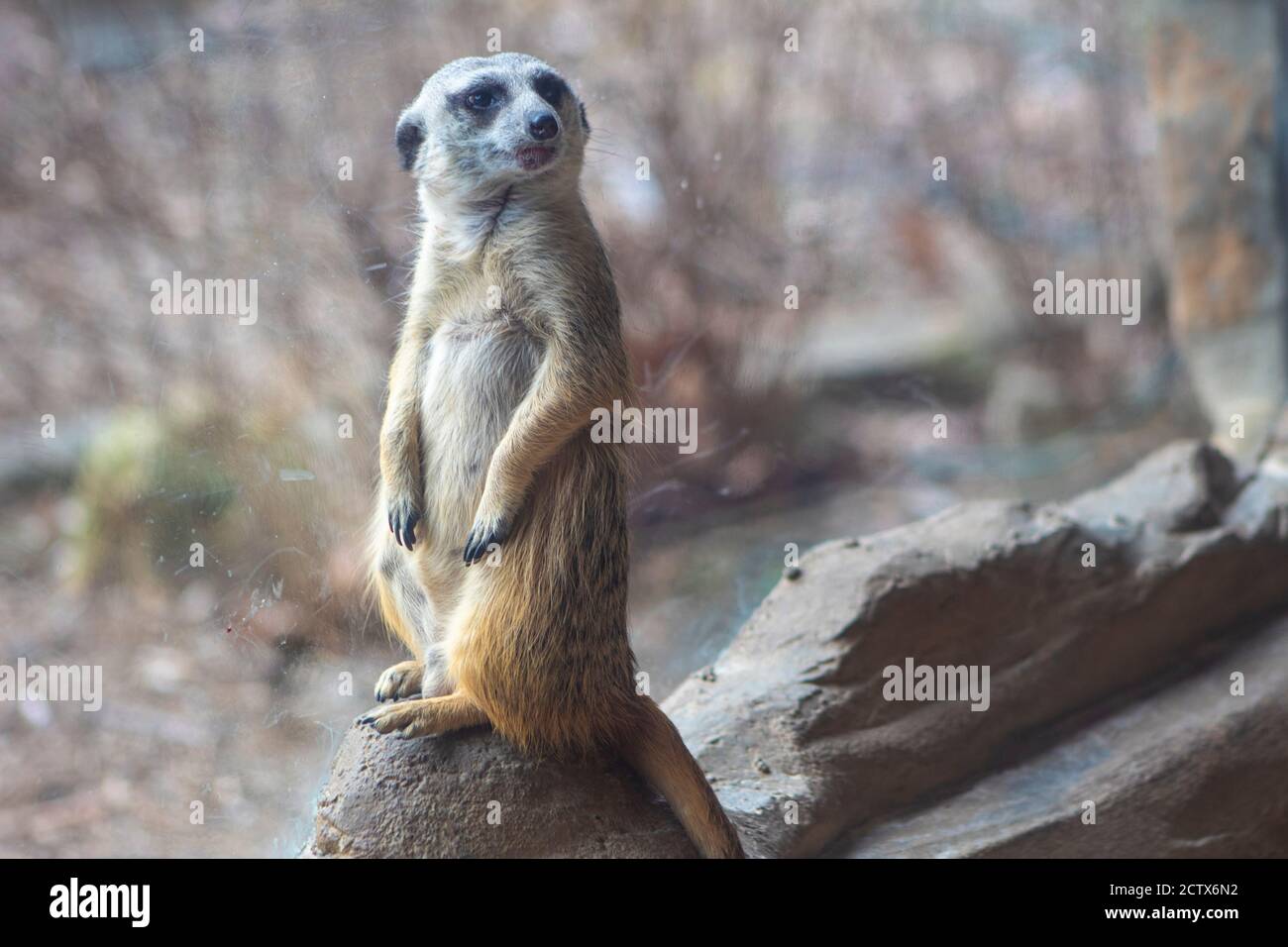 A small brown meerkat looking out a window in a guarding stance at the ...