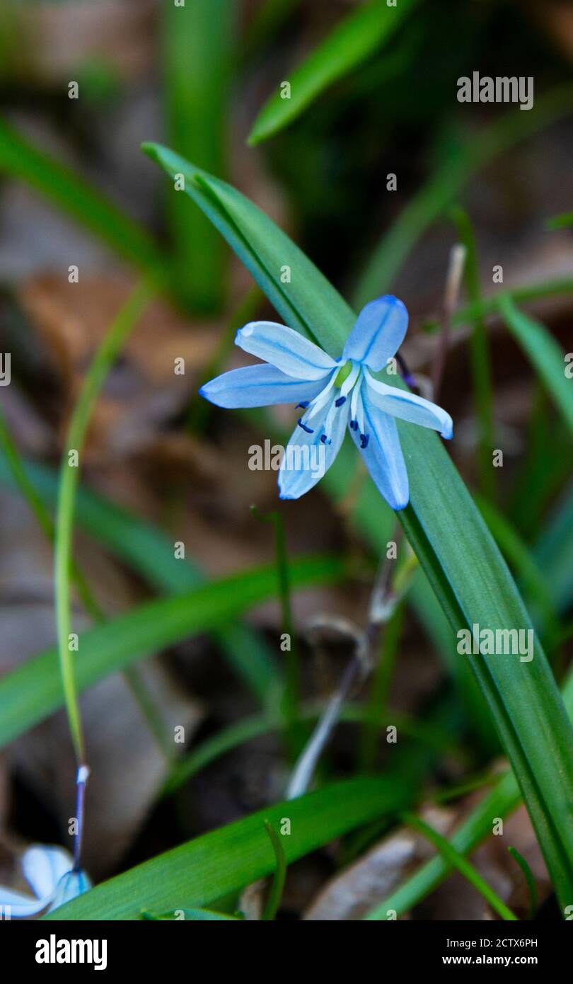 Blue flowers of early spring. Blue snowdrops in the forest Stock Photo ...