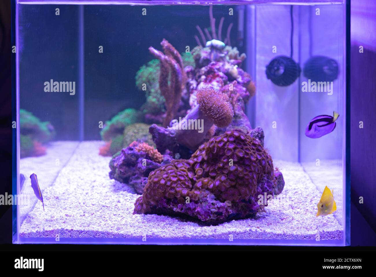 Reef tank rock hi-res stock photography and images - Alamy