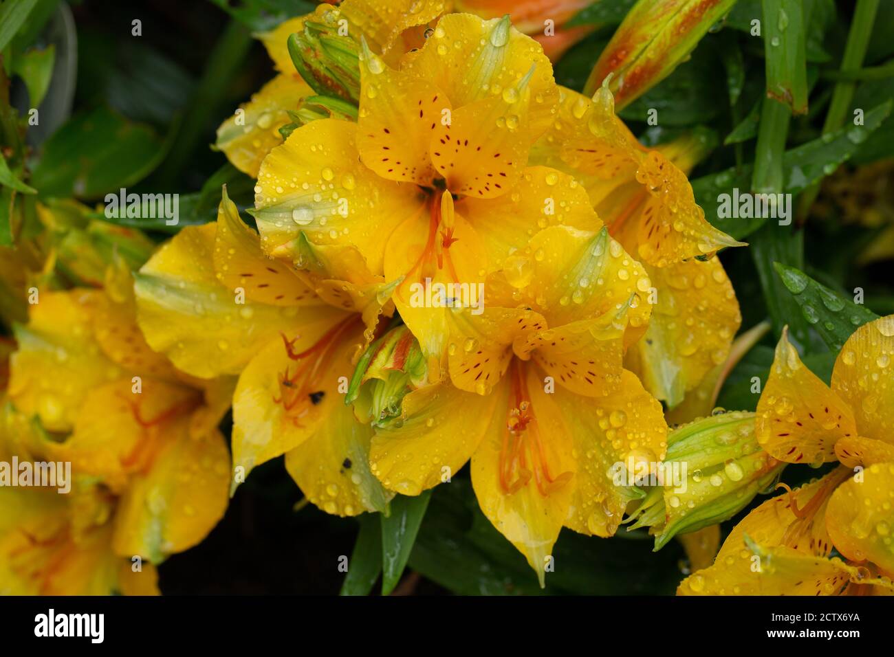Water drops on the alstroemeria lisa, or yellow flowered peruvian ...