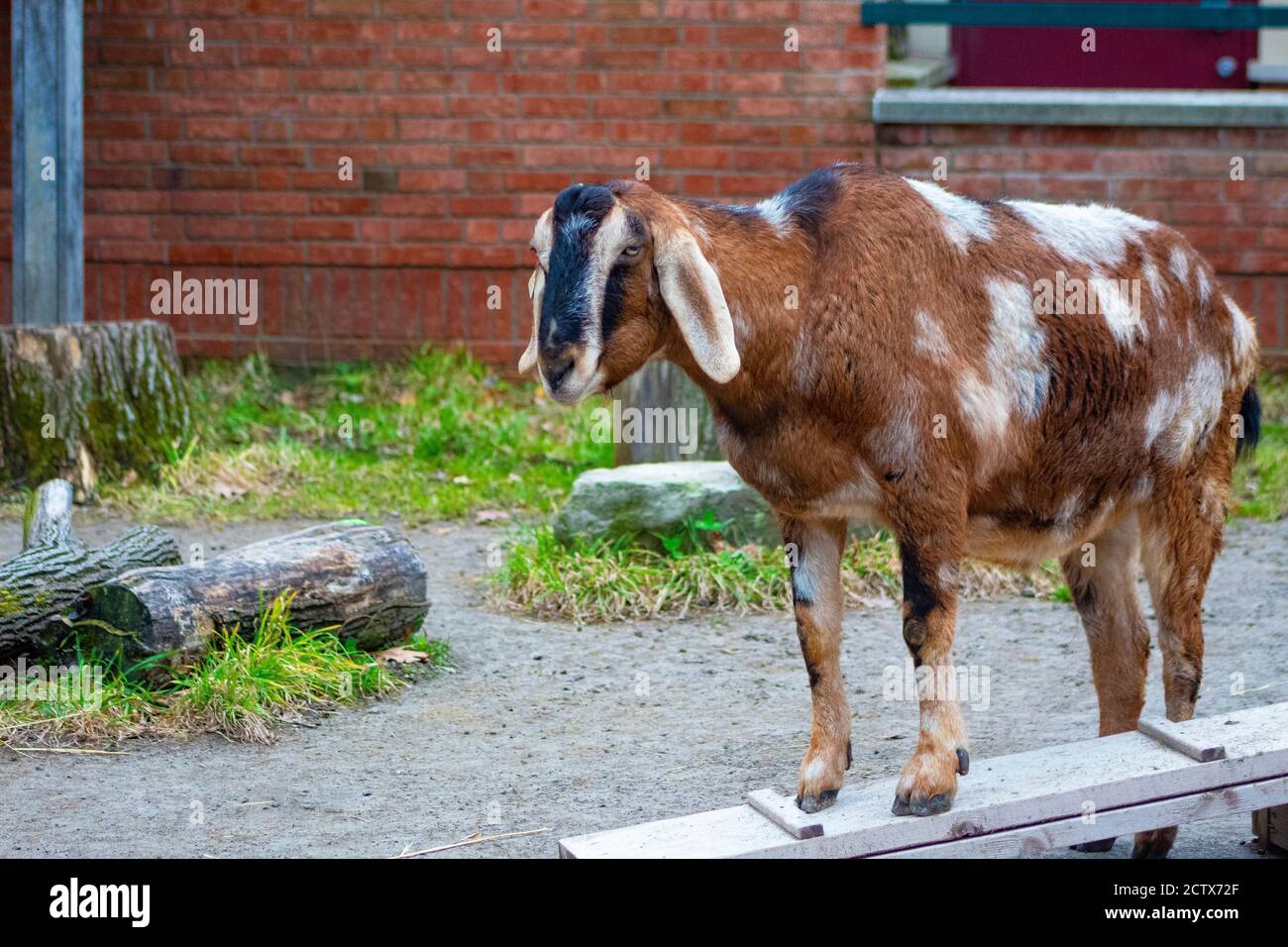 Multi-colored goat standing on a wooden plank looking curious Stock ...