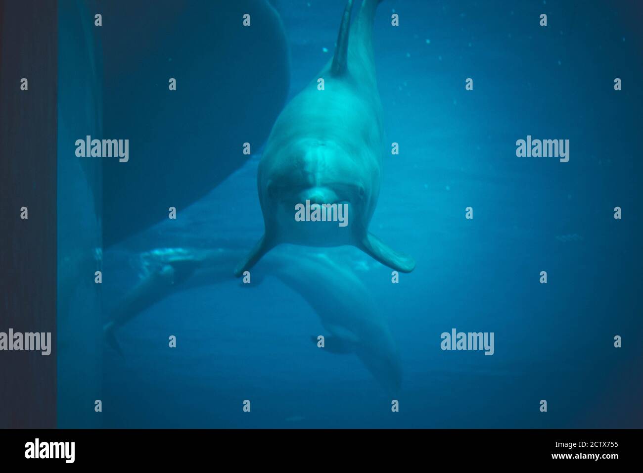 dolphin swimming in a pool Stock Photo - Alamy