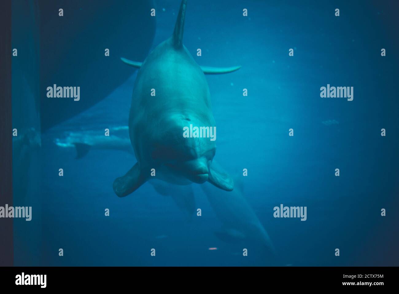 dolphin swimming in a pool Stock Photo - Alamy