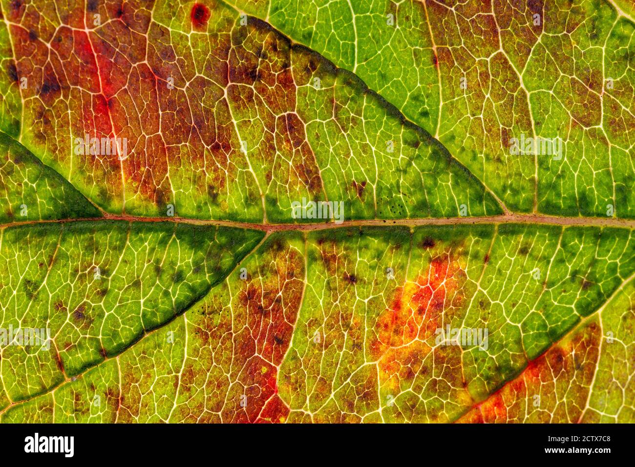 old maple leaf close up. background for designer Stock Photo - Alamy