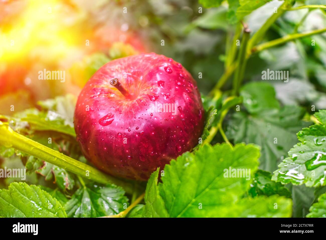 Falling Fruit Tree High Resolution Stock Photography and Images - Alamy