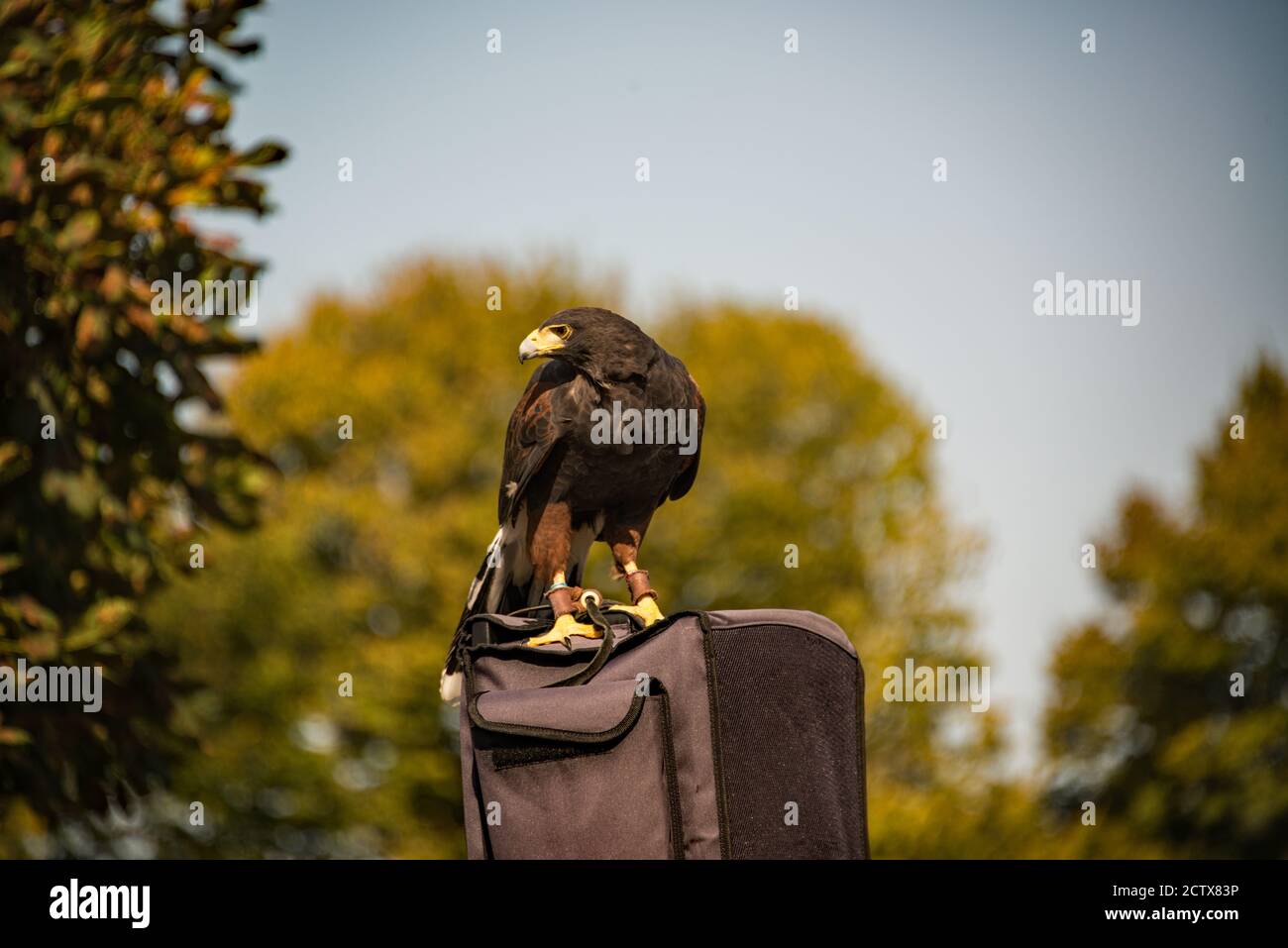 a Harris Hawk Stock Photo - Alamy