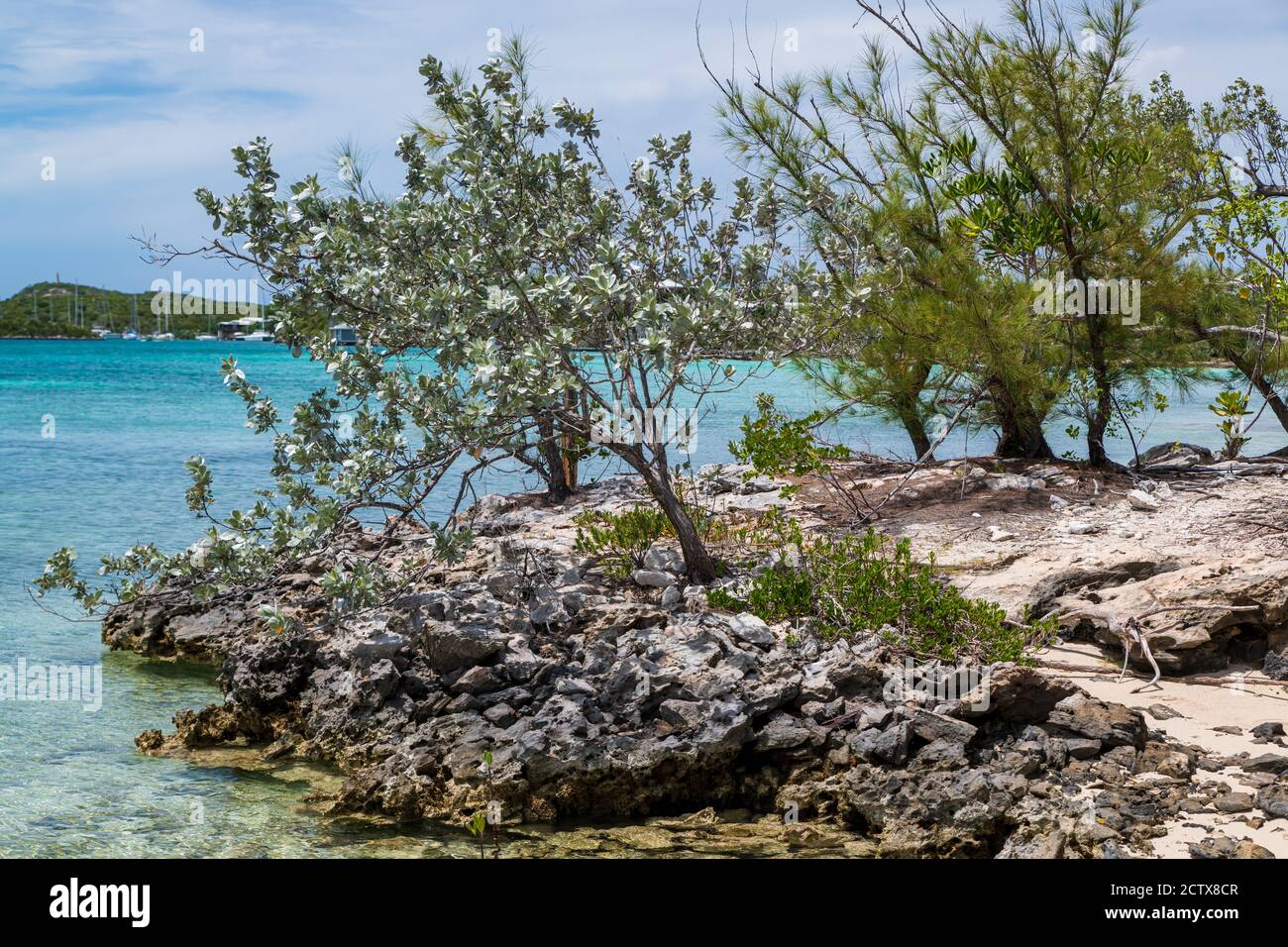 Tropical vegetation in Stock Island in the caribbean sea (Exuma ...