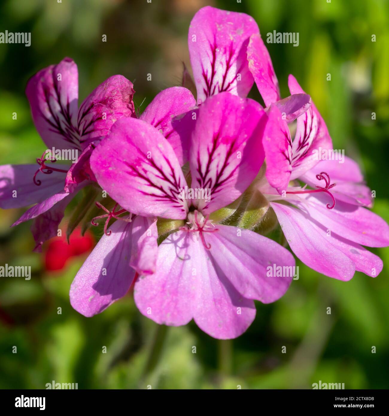 Pretty pink rose geranium Pelargonium flowers in a garden Stock Photo ...