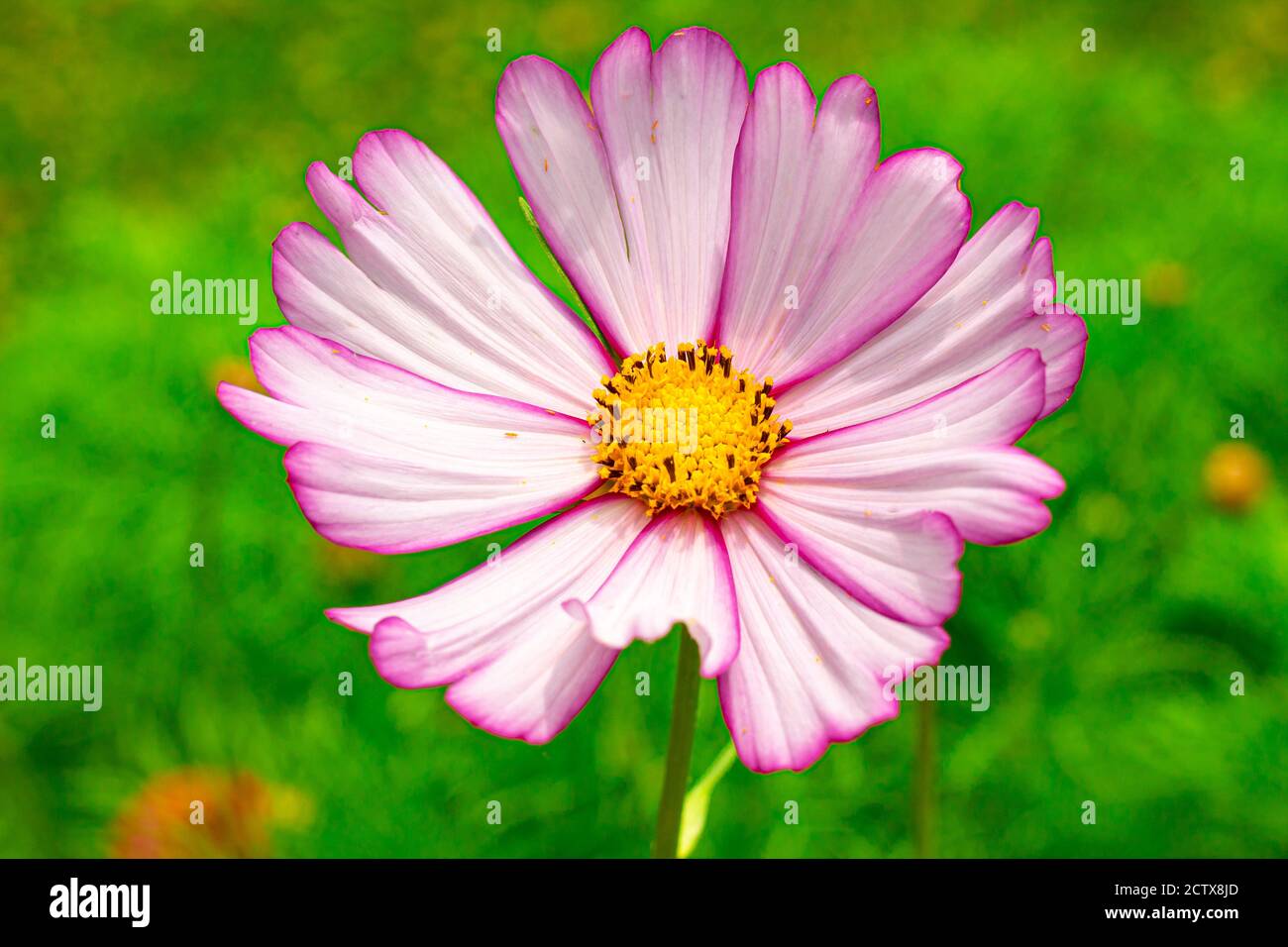 White cosmos flower hi-res stock photography and images - Alamy