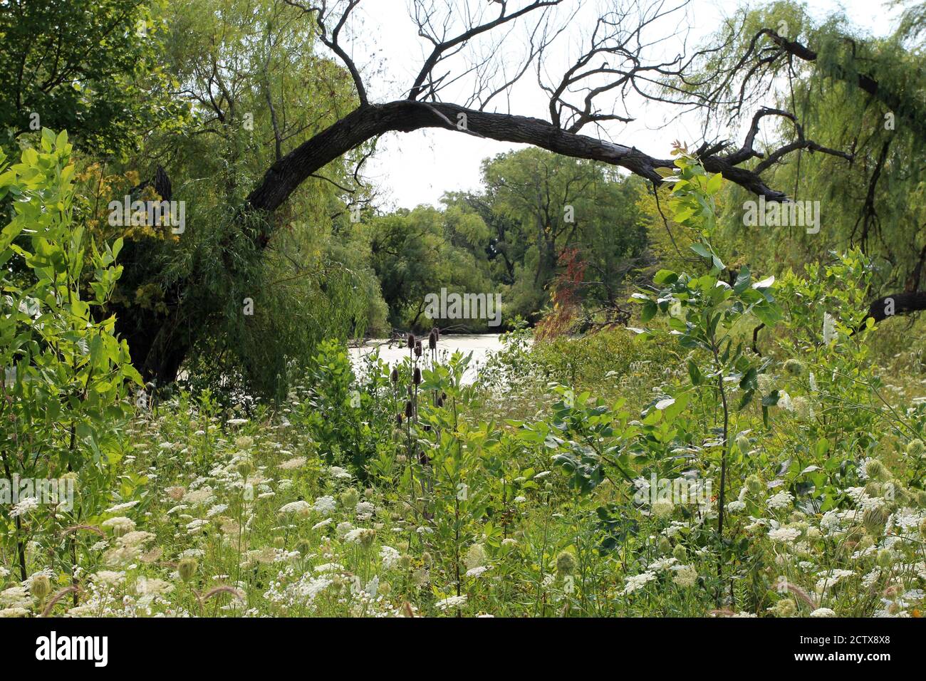 A lake surrounded by trees and wildflowers in Ethel's Woods Forest ...