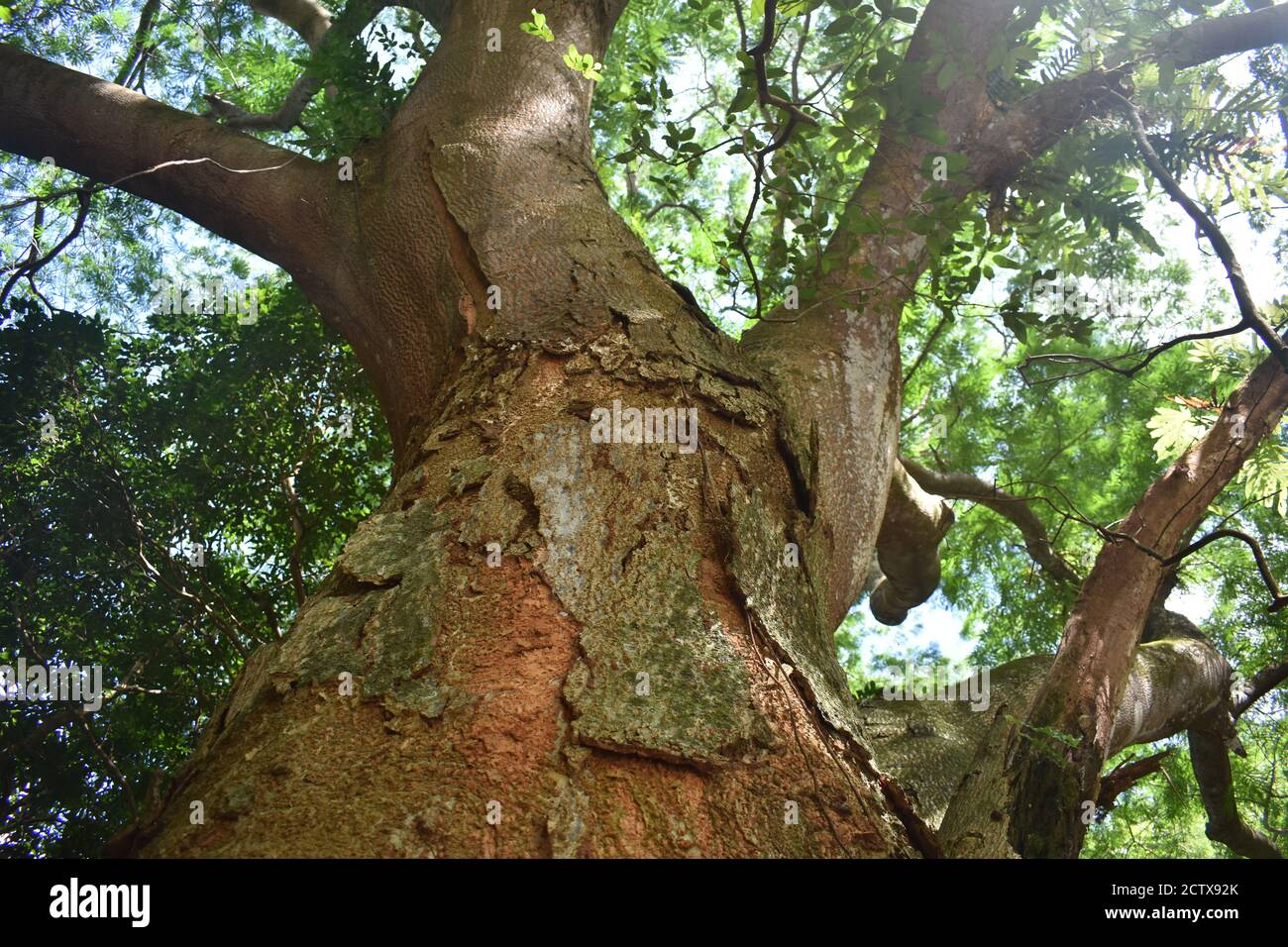 Large branches hi-res stock photography and images - Alamy