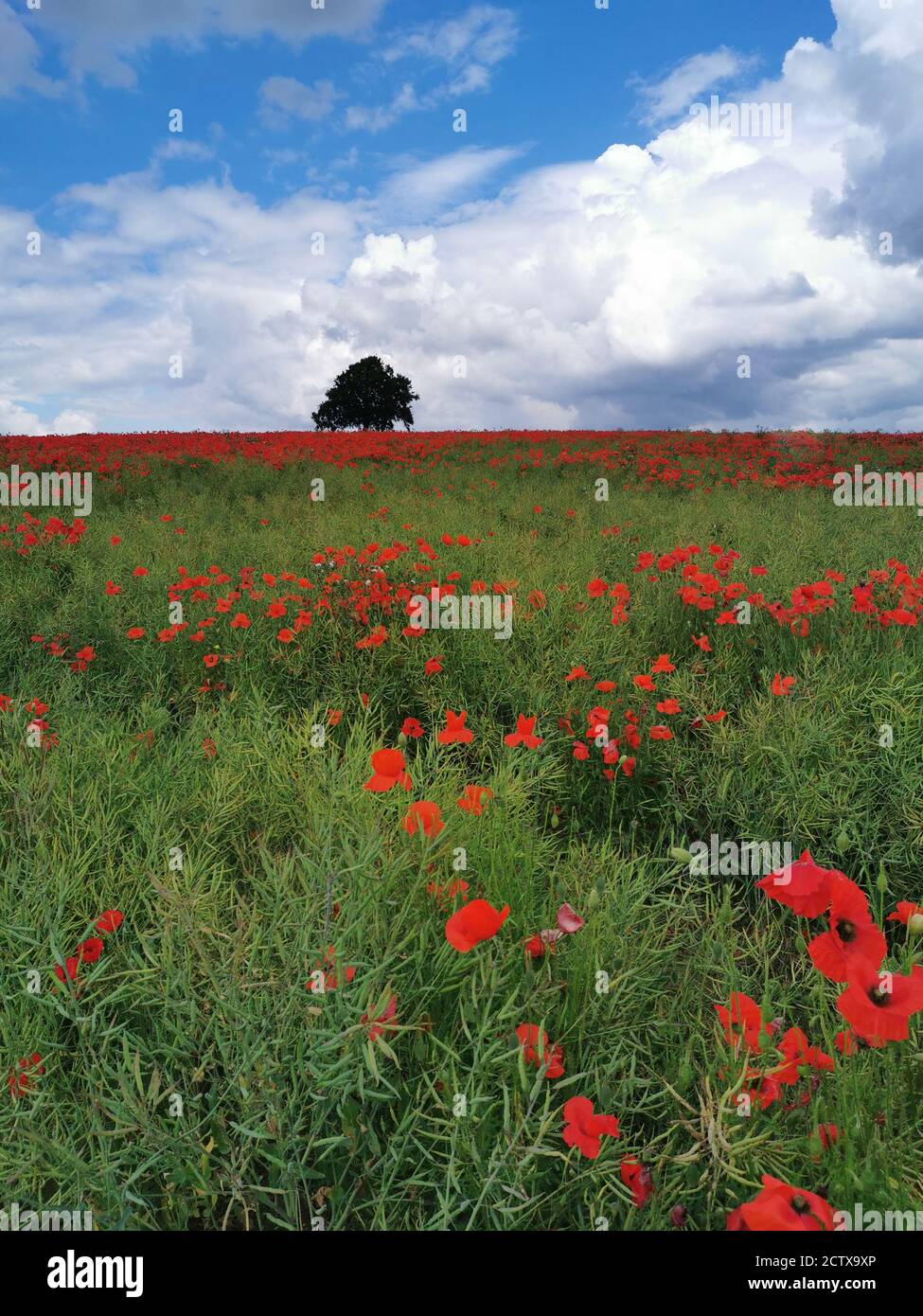Field of poppies in the Cotswolds Stock Photo - Alamy