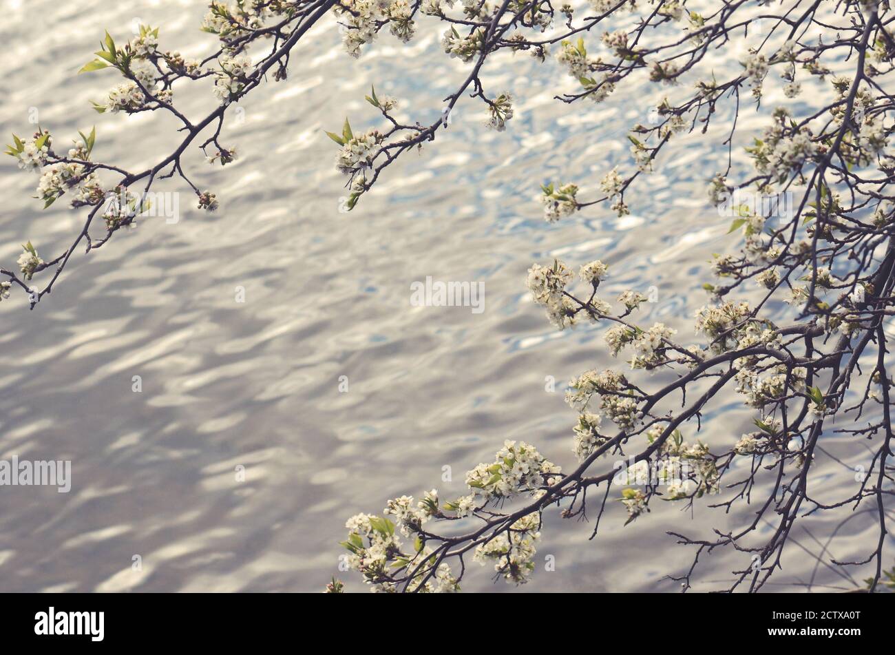 Flowering cherry blossom tree branches overhanging rippled water ...
