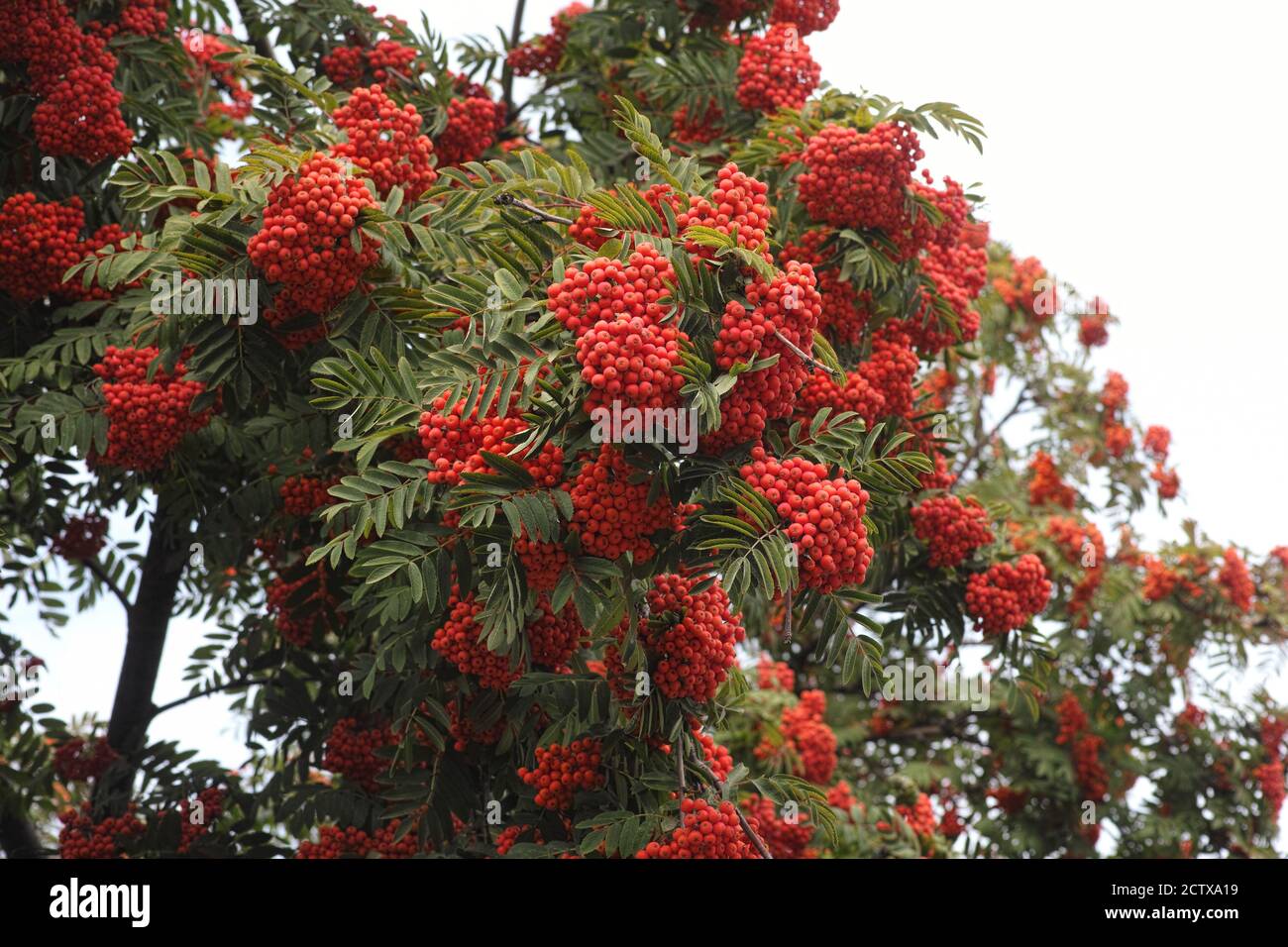 Rowan berries hi-res stock photography and images - Alamy