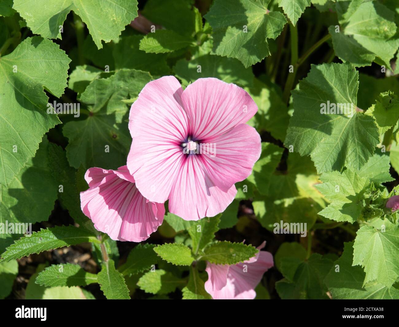 Shell flower hi-res stock photography and images - Alamy