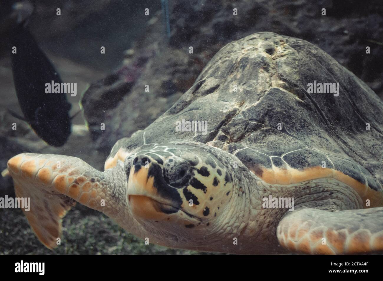 a turtle watching on me Stock Photo - Alamy