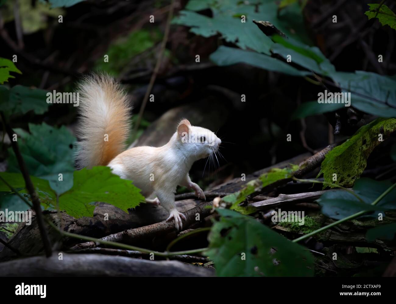 White squirrel (leucistic red squirrel) standing in the forest in the ...
