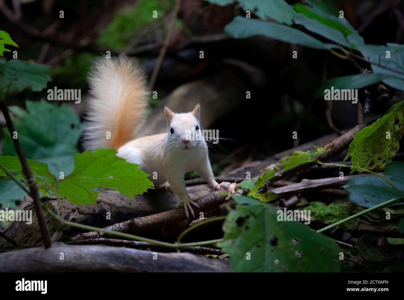 White squirrel (leucistic red squirrel) standing in the forest in the ...