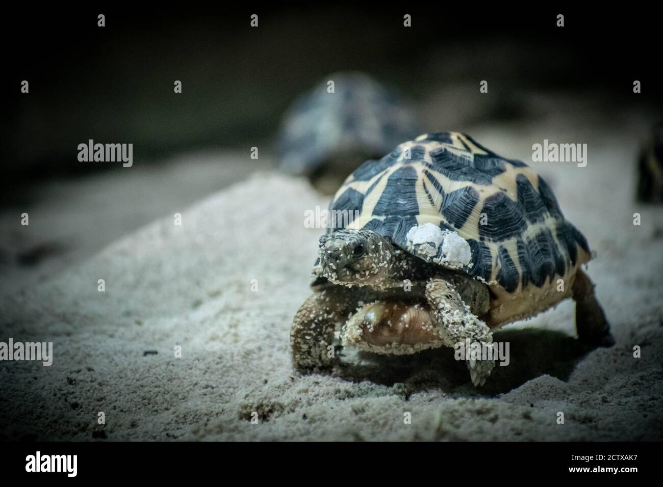 a turtle watching on me Stock Photo - Alamy