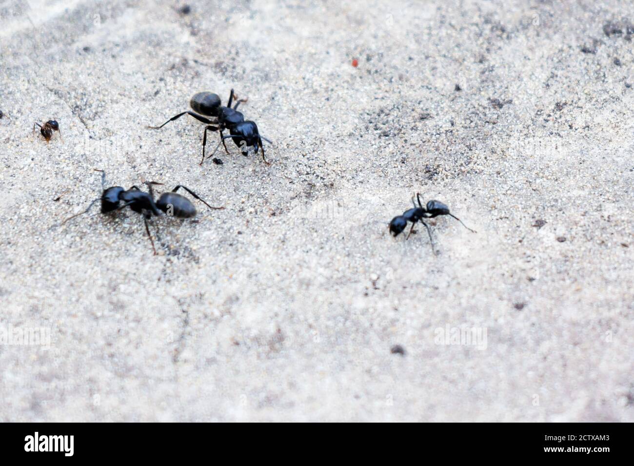Three large black ants and one small red ant on a concrete surface ...