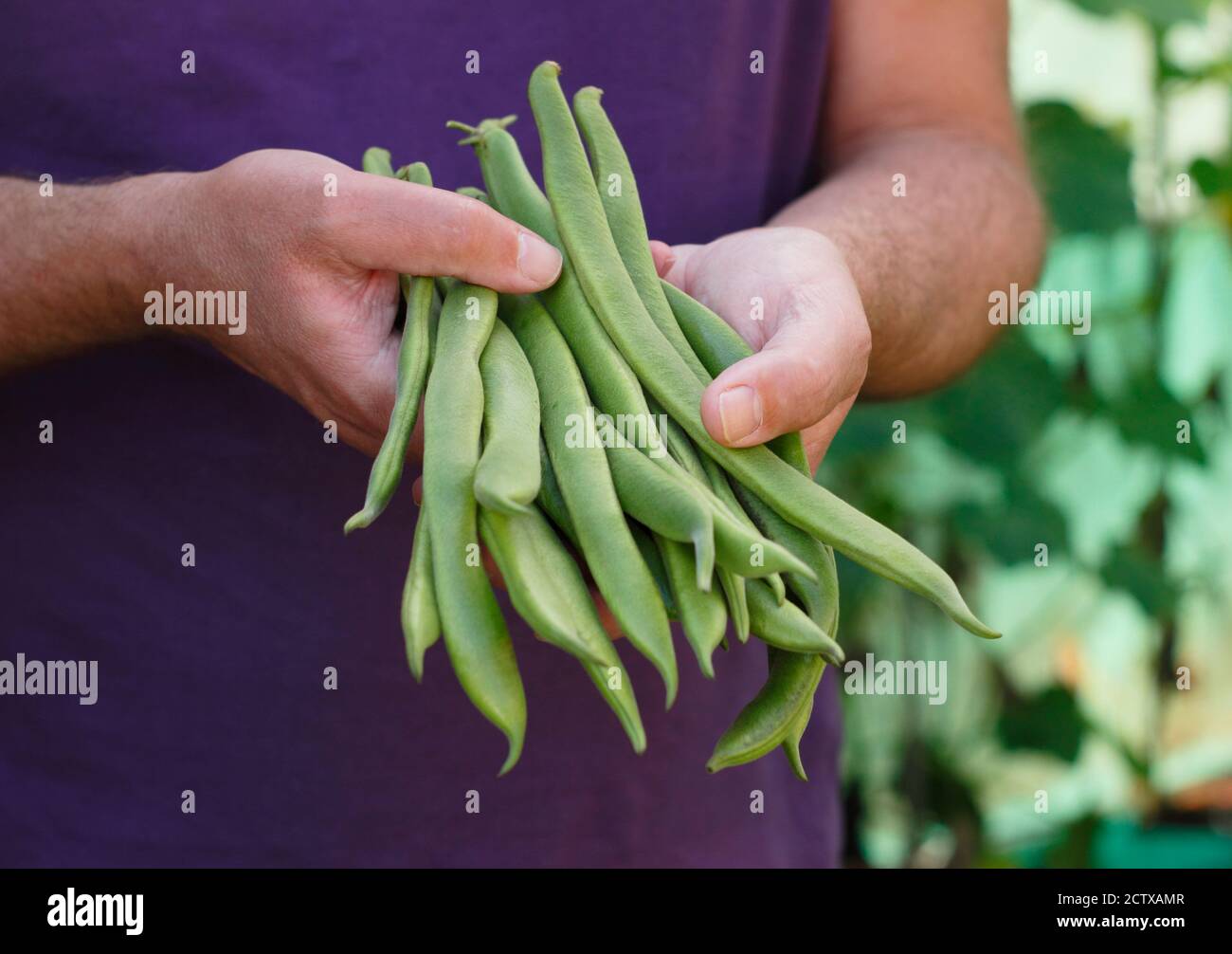 Runner beans growing hi-res stock photography and images - Alamy