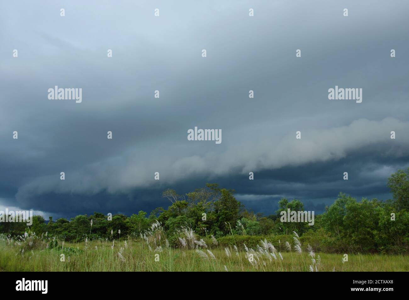 grass flowering blowing from wind in dark rain cloud background Stock ...