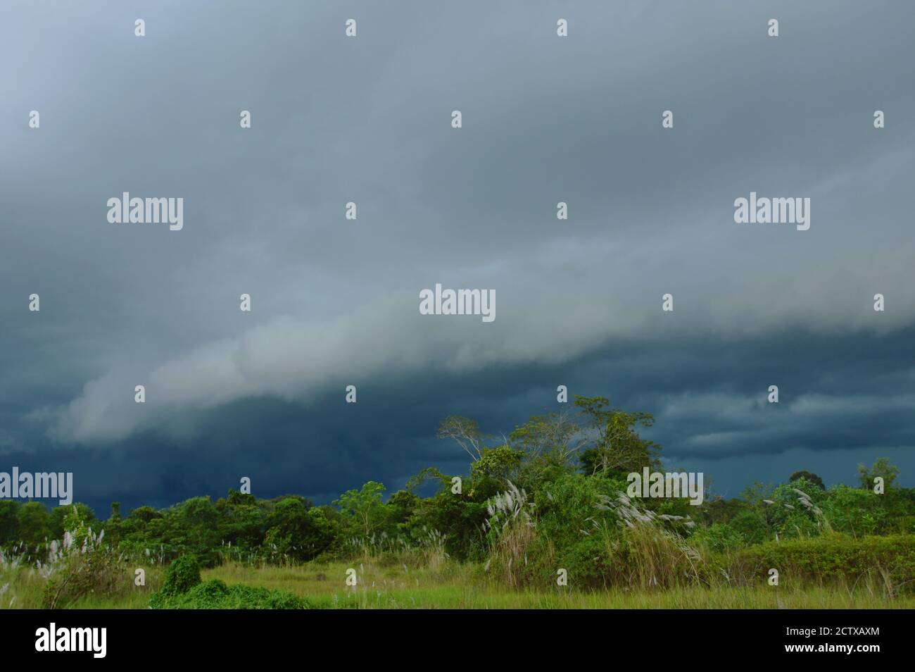 grass flowering blowing from wind in dark rain cloud background Stock ...