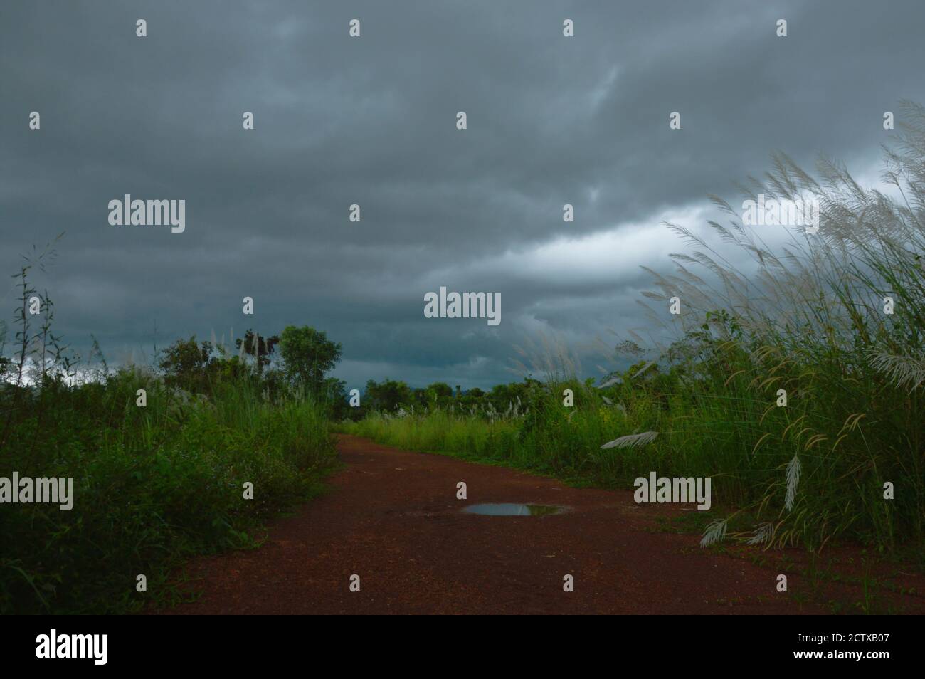 grass flowering blowing from wind in dark rain cloud background Stock ...
