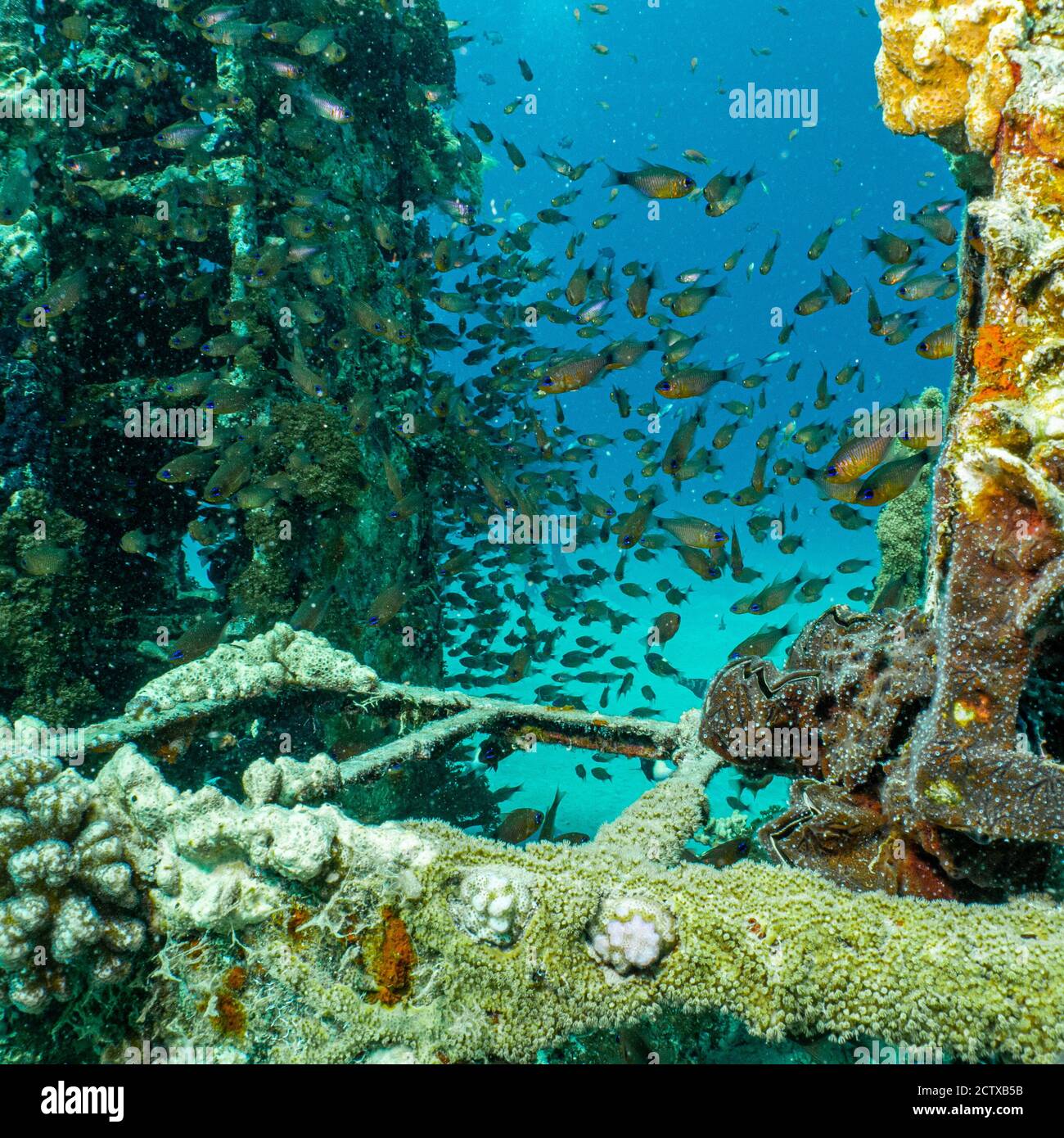 An artificial reef teeming with fish. Picture from a Red Sea reef ...
