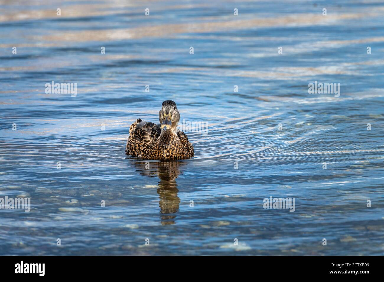 A brown duck swimming in blue water. The duck is reflected in the water ...