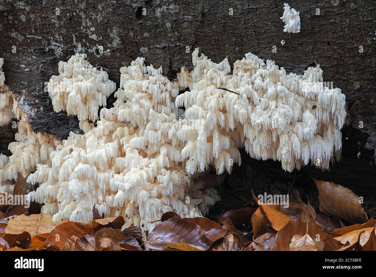 The Coral Tooth (Hericium coralloides) is an edible mushroom , stacked ...