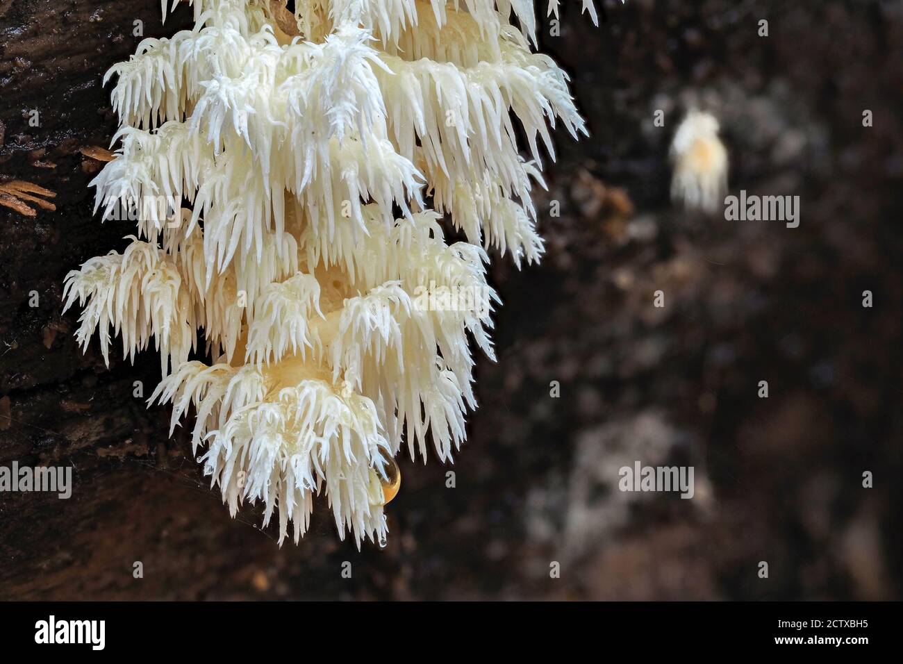 The Coral Tooth (Hericium coralloides) is an edible mushroom , stacked ...