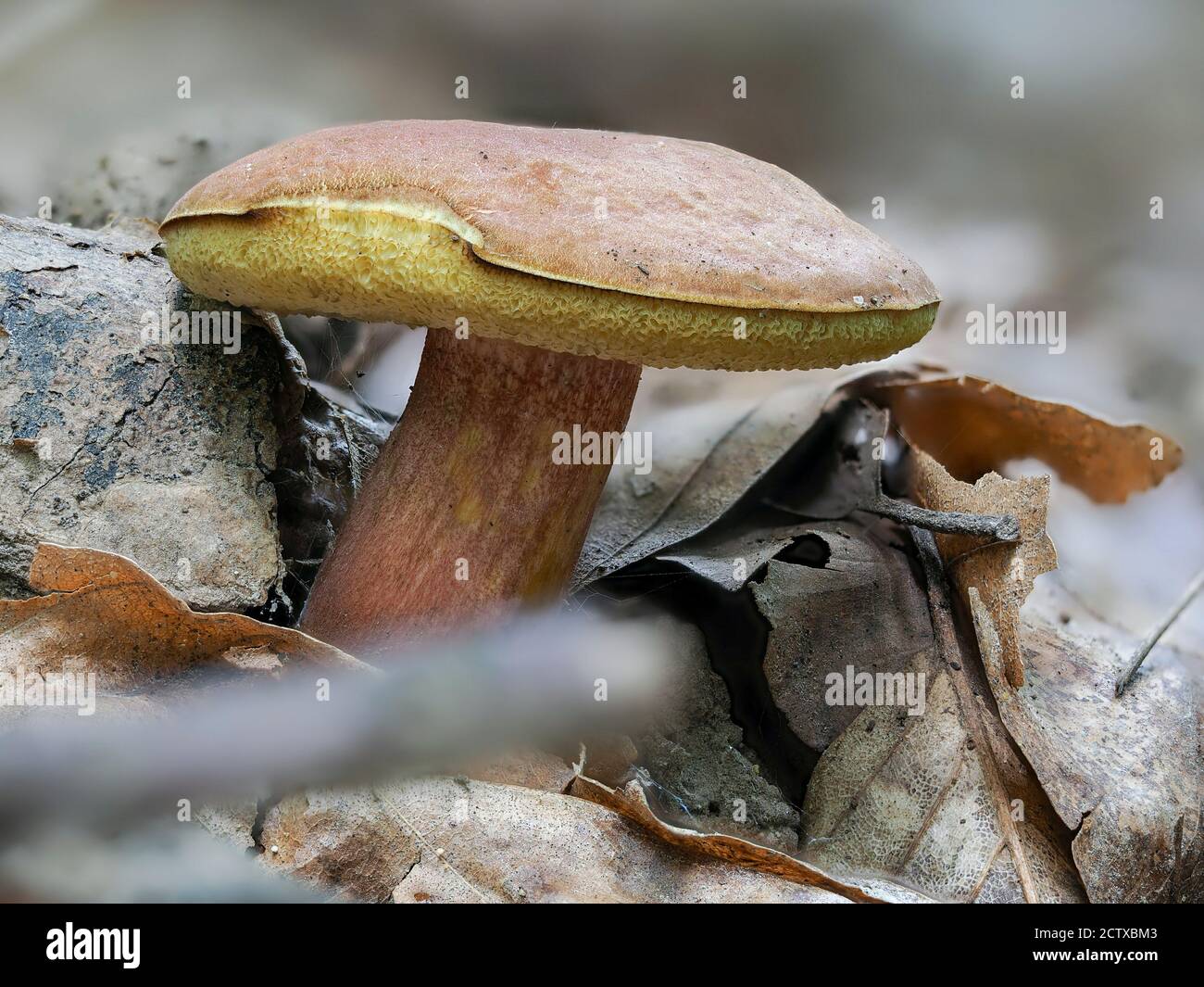 The Ruby Bolete (Hortiboletus rubellus) is an edible mushroom , stacked ...