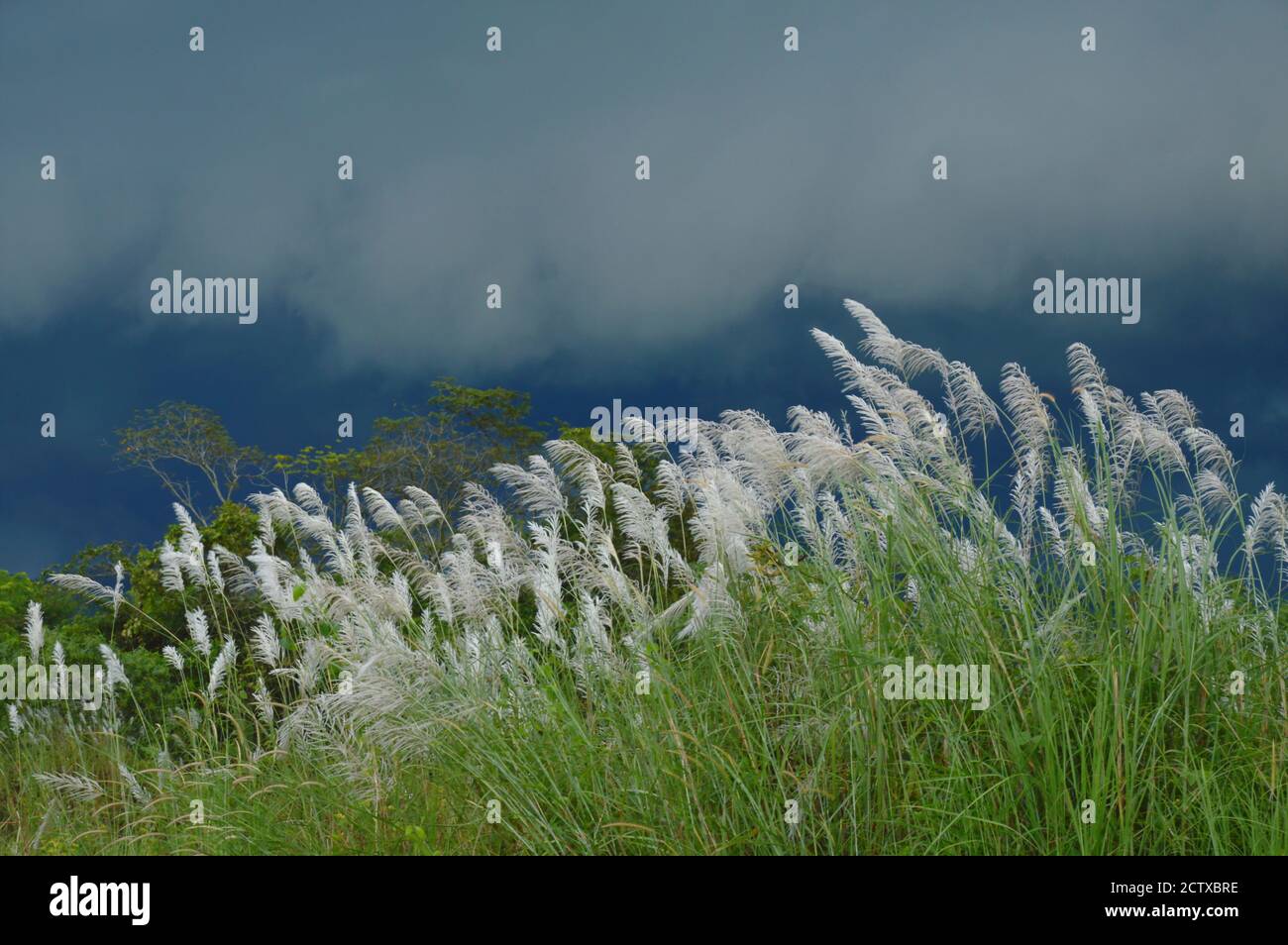 grass flowering blowing from wind in dark rain cloud background Stock ...