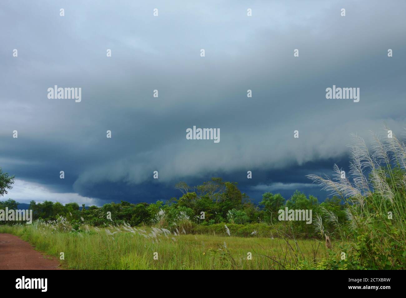 grass flowering blowing from wind in dark rain cloud background Stock ...