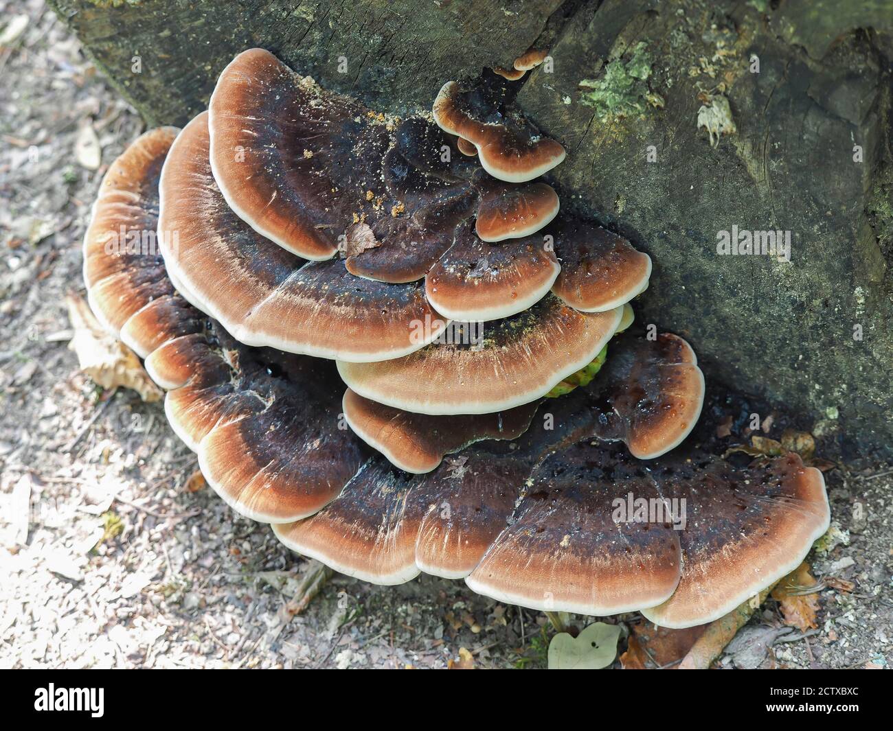 Ischnoderma hi-res stock photography and images - Alamy