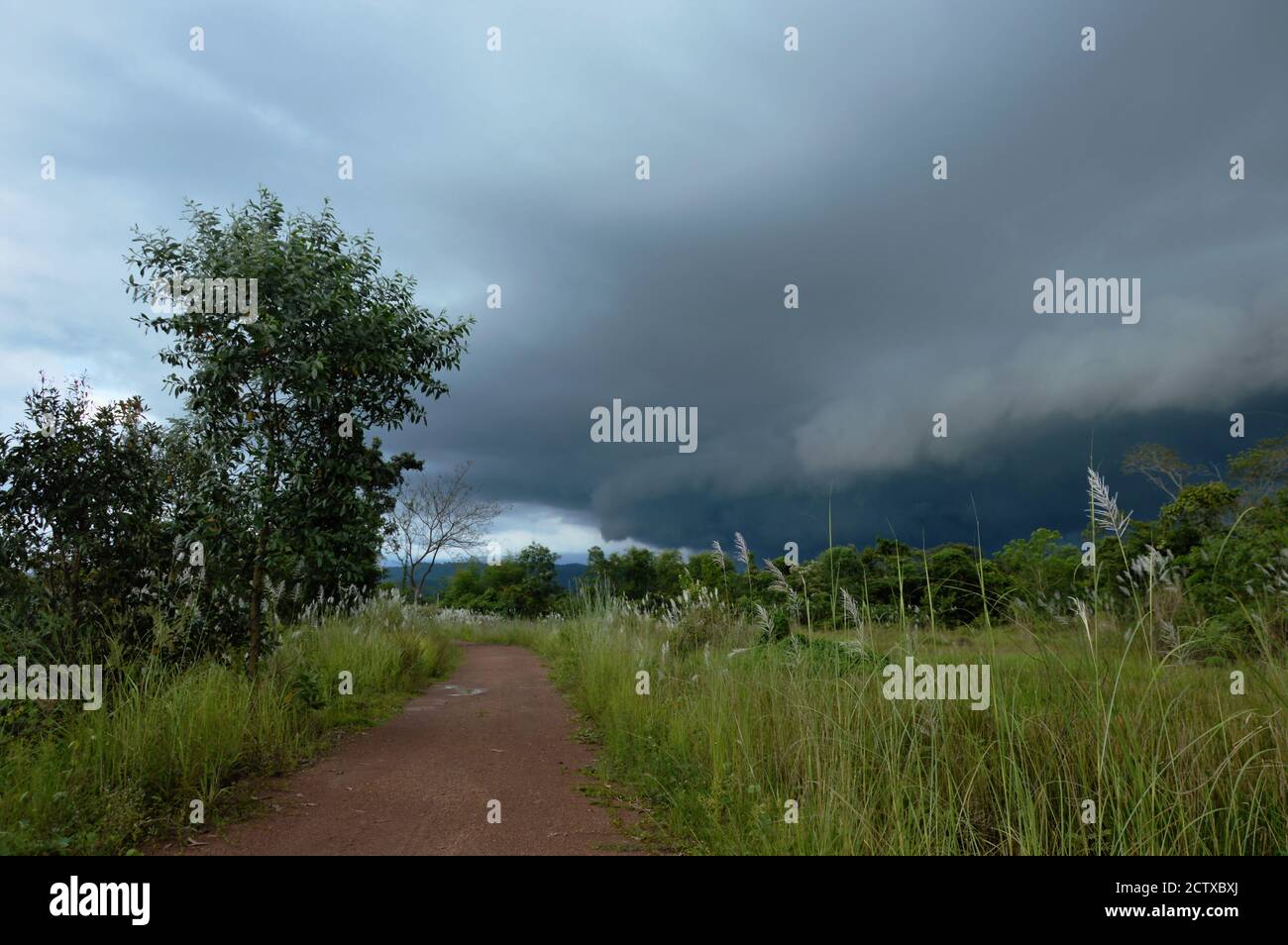 grass flowering blowing from wind in dark rain cloud background Stock ...