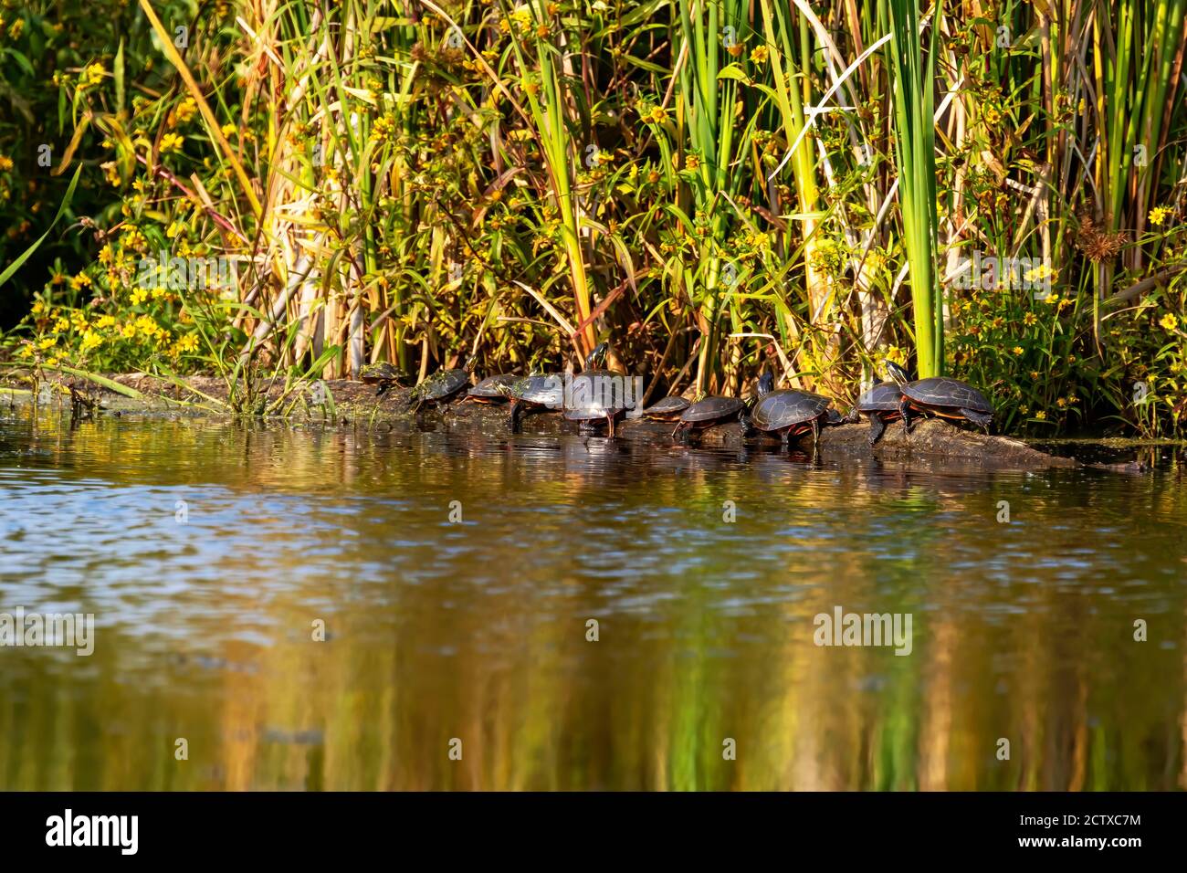 Freshwater turtles basking in sun hi-res stock photography and images ...