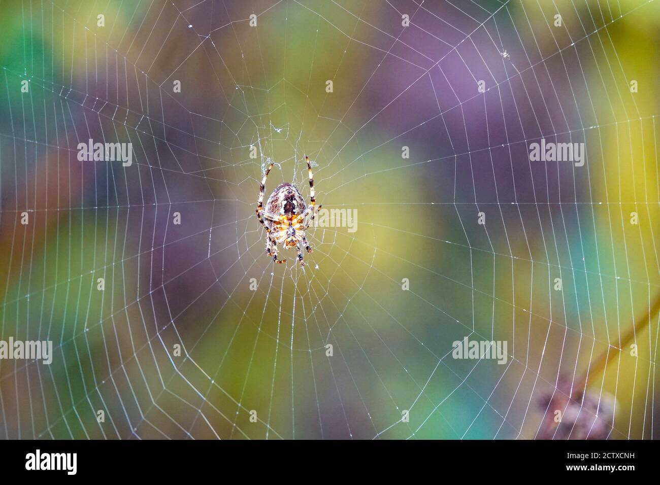 Large orb spider in middle of web with autumn colours behind Stock ...