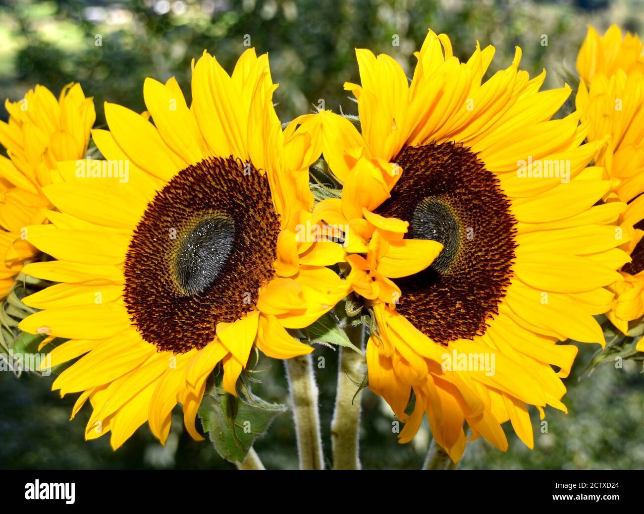 Tall sunflowers hi-res stock photography and images - Alamy